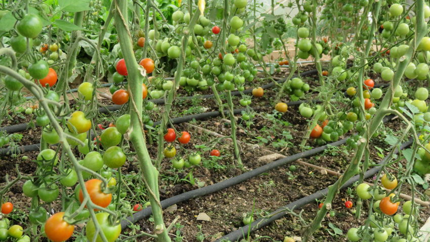Tomato – Rocket Gardens